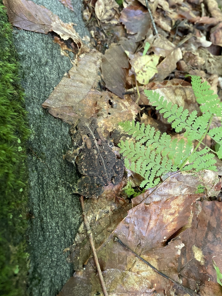 American Toad from Wilmington, VT, US on August 18, 2023 at 01:47 PM by ...