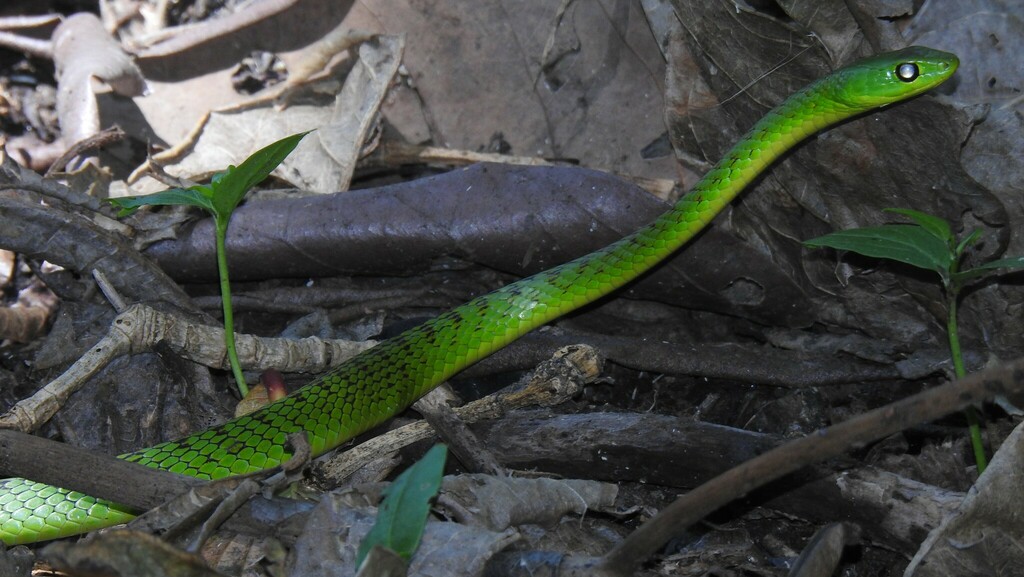 Eastern Green Snake from Richards Bay, South Africa on October 18, 2020 ...