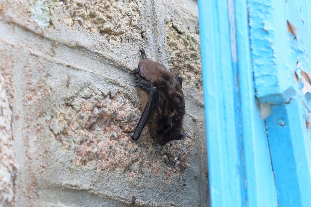 Serotine Bat from Morbihan, Bretagne, FR on August 18, 2023 at 12:47 PM ...