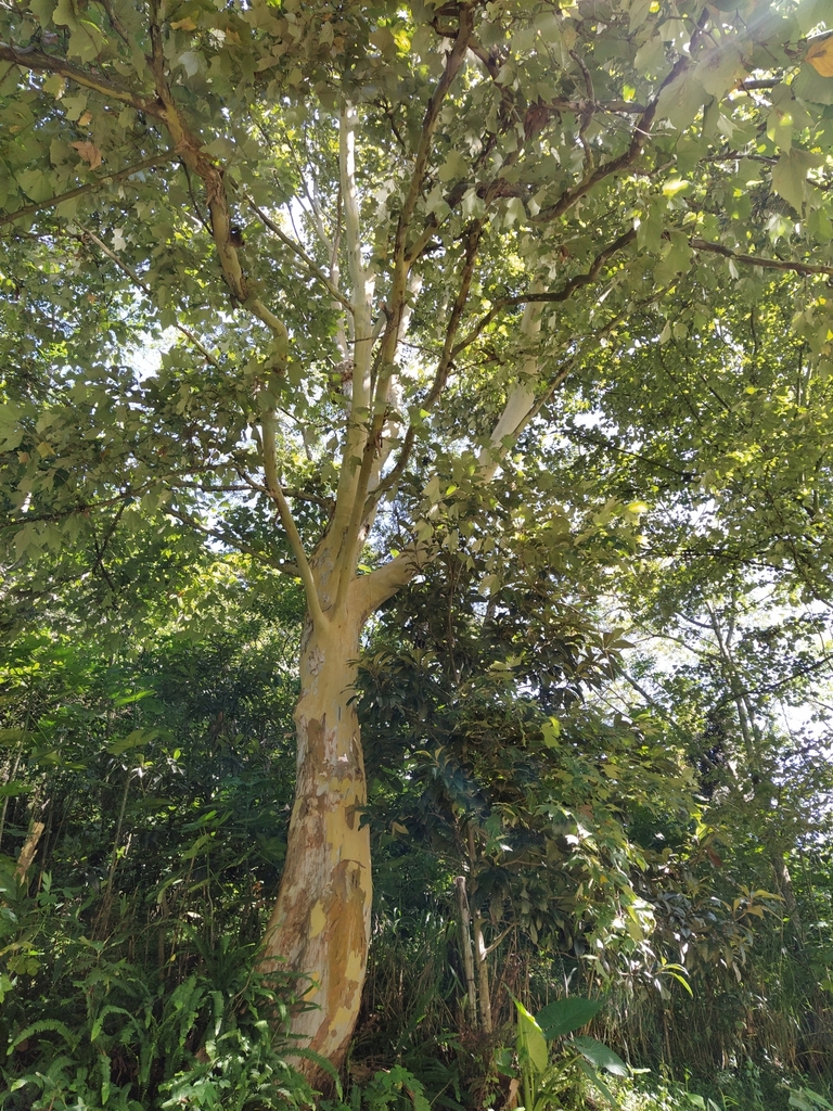 Mexican Sycamore from Independencia, 73172 Huauchinango, Pue., México ...