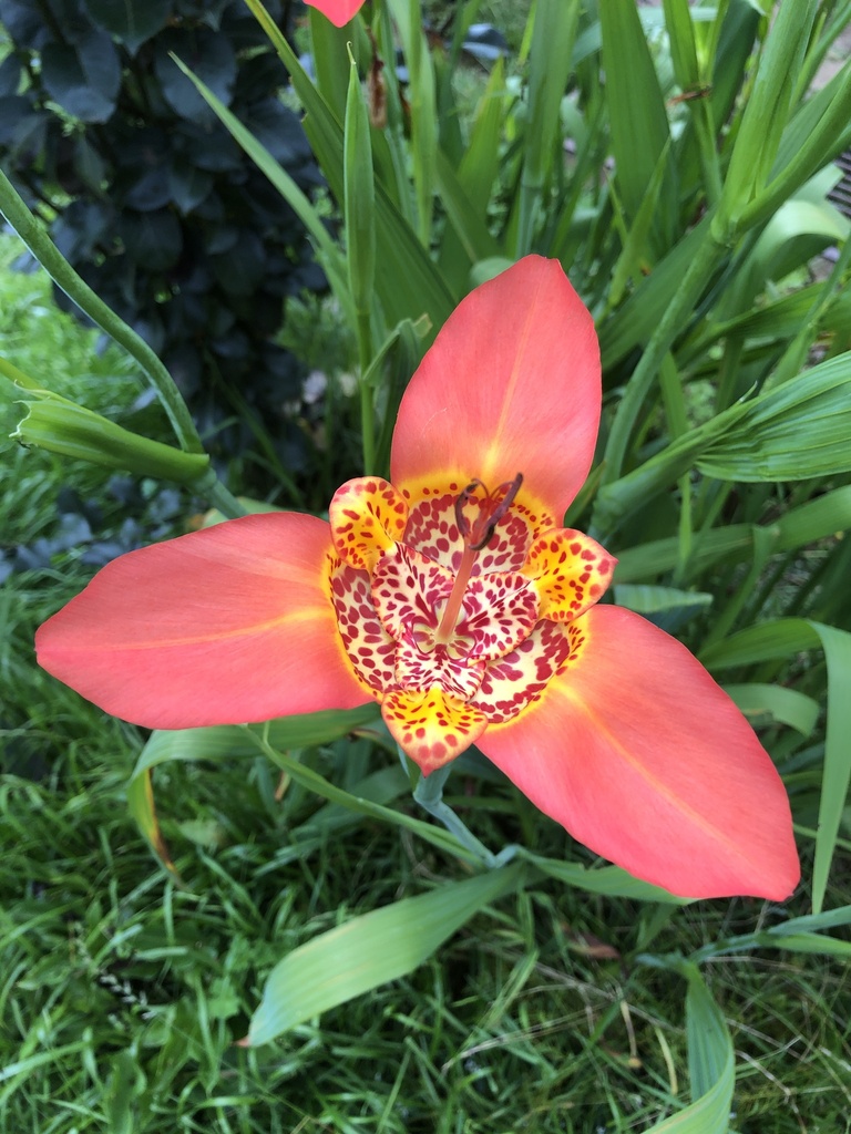 Tiger flower from Privada Ixcotel, Río Hondo, Oax., MX on August 18 ...
