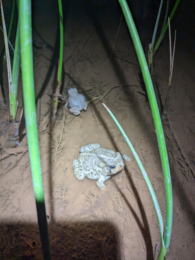 Woodhouse's Toad in August 2023 by Chris Frauenhofer. There is a ...