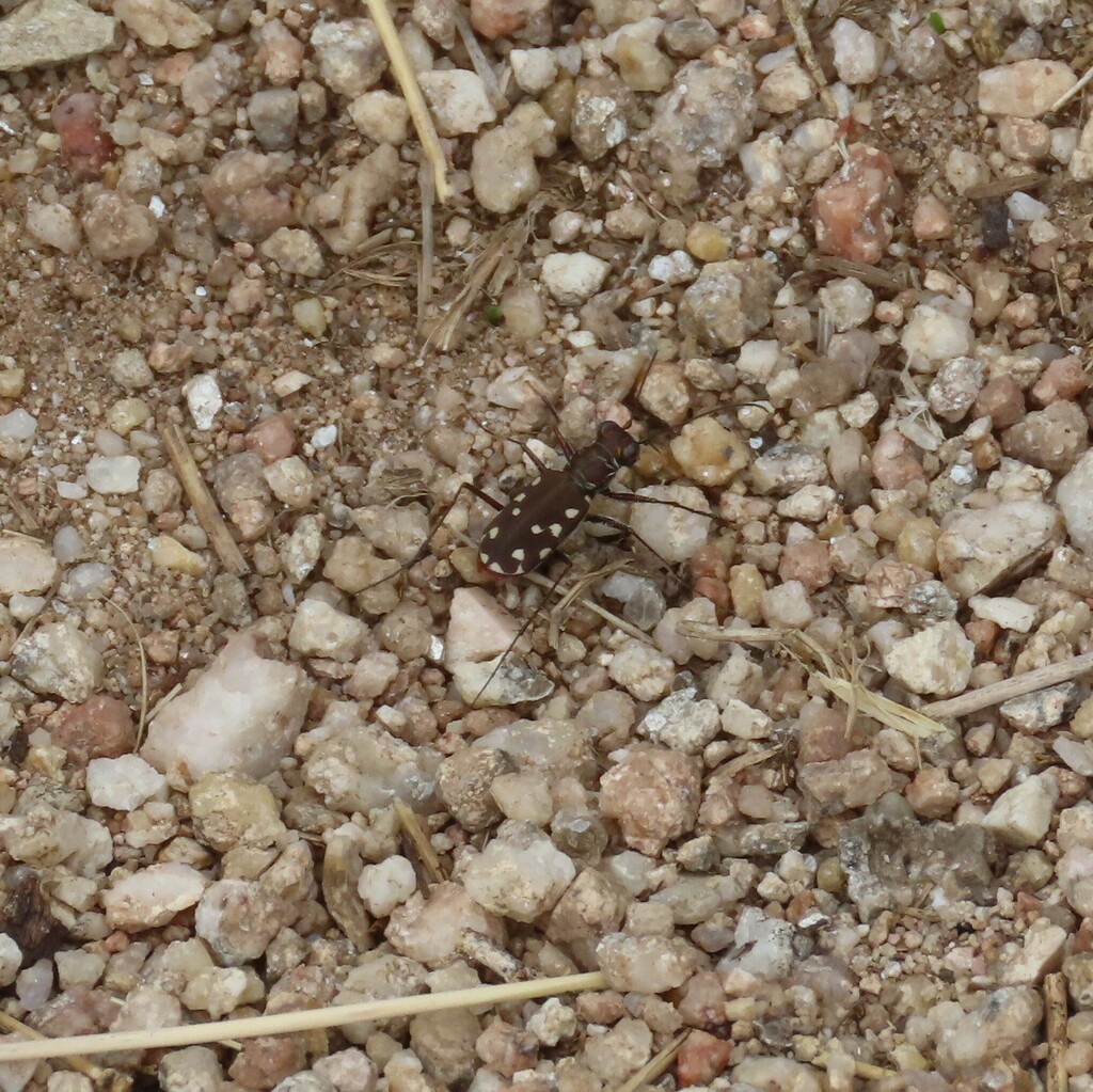 Western Red-bellied Tiger Beetle from Cochise County, AZ, USA on August ...