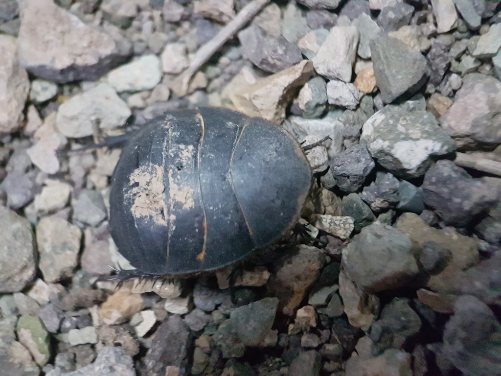 Egyptian Cockroach from Eshtehard, Iran on July 6, 2023 at 10:44 PM by ...