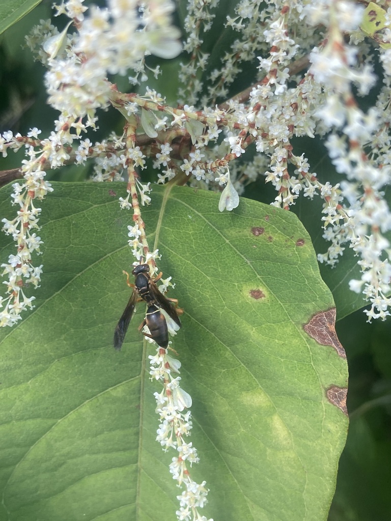 Northern Paper Wasp from Grove Ave, Beckley, WV, US on August 18, 2023 ...