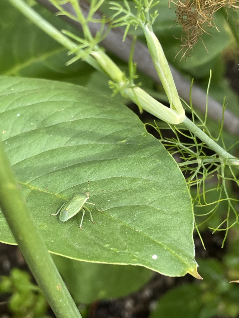 Southern Green Stink Bug from Peralta Ave, Berkeley, CA, US on August ...