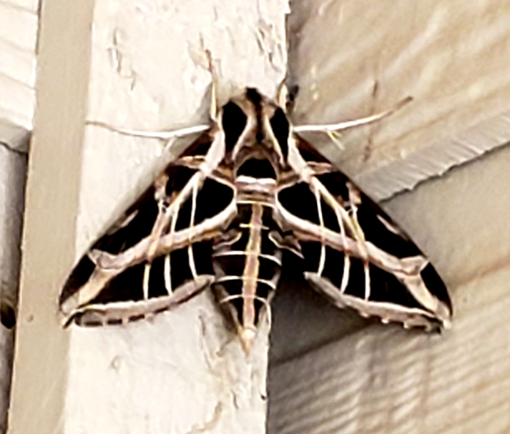 Vine Sphinx in August 2023 by Joe · iNaturalist