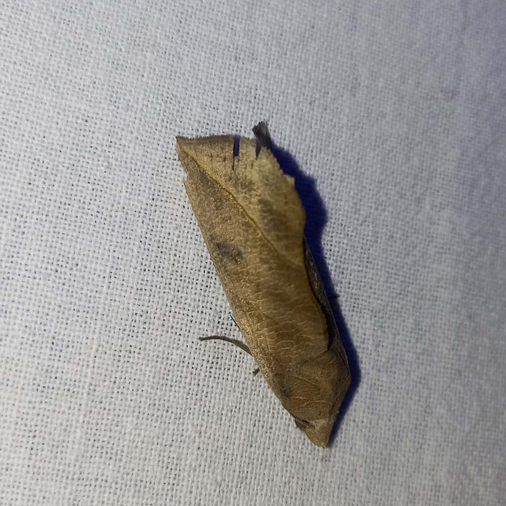 Calpini from 36HM+FJX, Munsyari, Uttarakhand 262554, India on August 19 ...