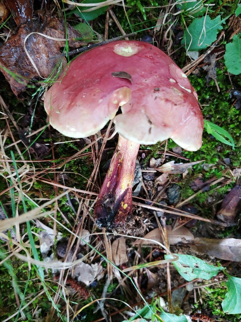 two-colored bolete from Lilburn, GA 30047, USA on August 15, 2023 at 07 ...