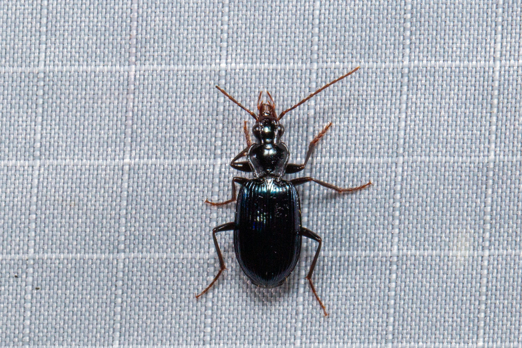 Colpodes from Stephens Place, Frasers Hill (2) on July 16, 2023 at 02: ...