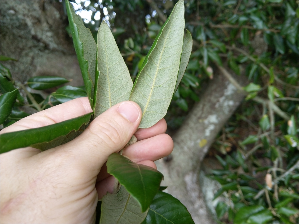 Holm oak from Tangimoana, New Zealand on January 24, 2019 at 09:49 AM ...