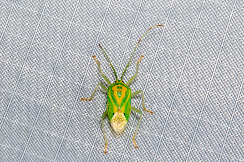 Urolabida histrionica from Stephens Place, Frasers Hill (2) on July 17 ...