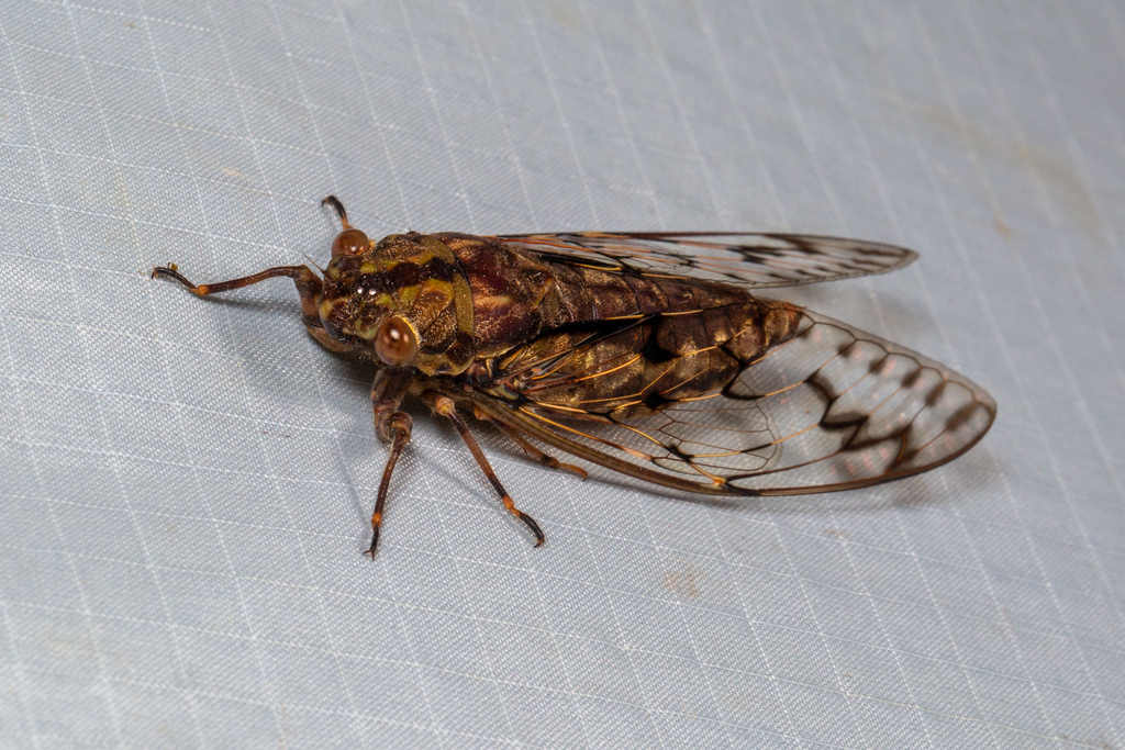 Pomponia from Stephens Place, Frasers Hill (2) on July 21, 2023 at 02: ...