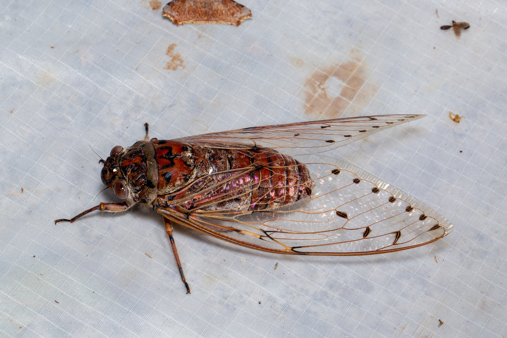 Empress Cicada from Stephens Place, Frasers Hill (2) on July 19, 2023 ...
