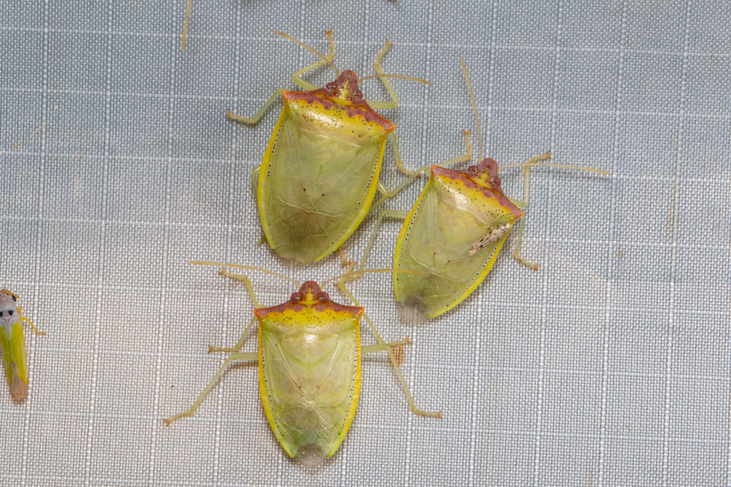 Priassus exemptus from Stephens Place, Frasers Hill (2) on July 19 ...