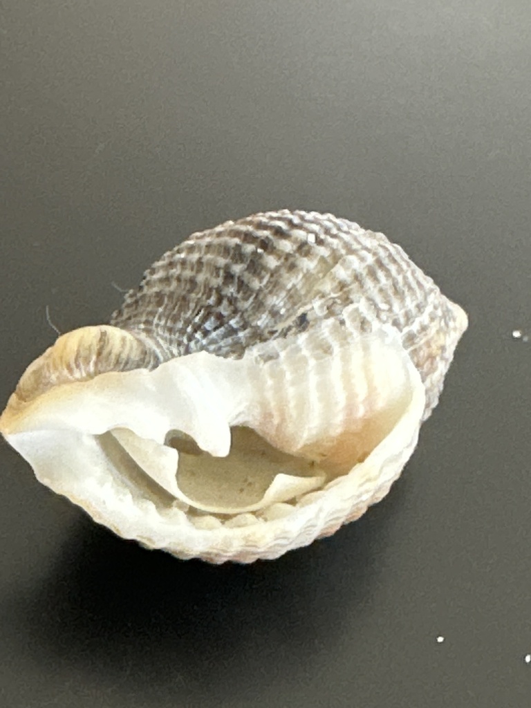 Common Nutmeg from North Atlantic Ocean, Pine Knoll Shores, NC, US on ...