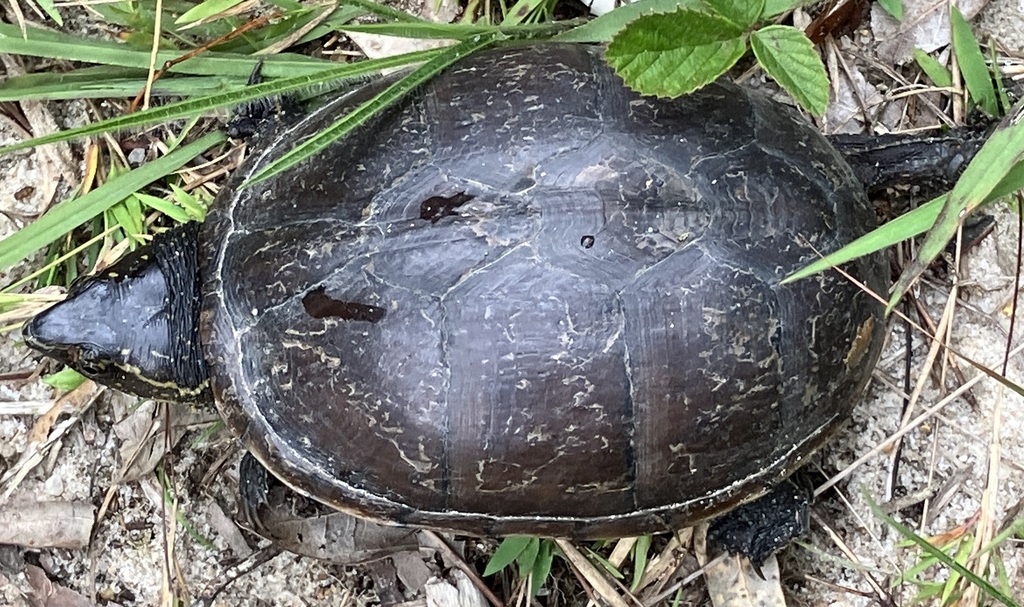 Striped Mud Turtle in August 2023 by Cindi Fitzgerald · iNaturalist