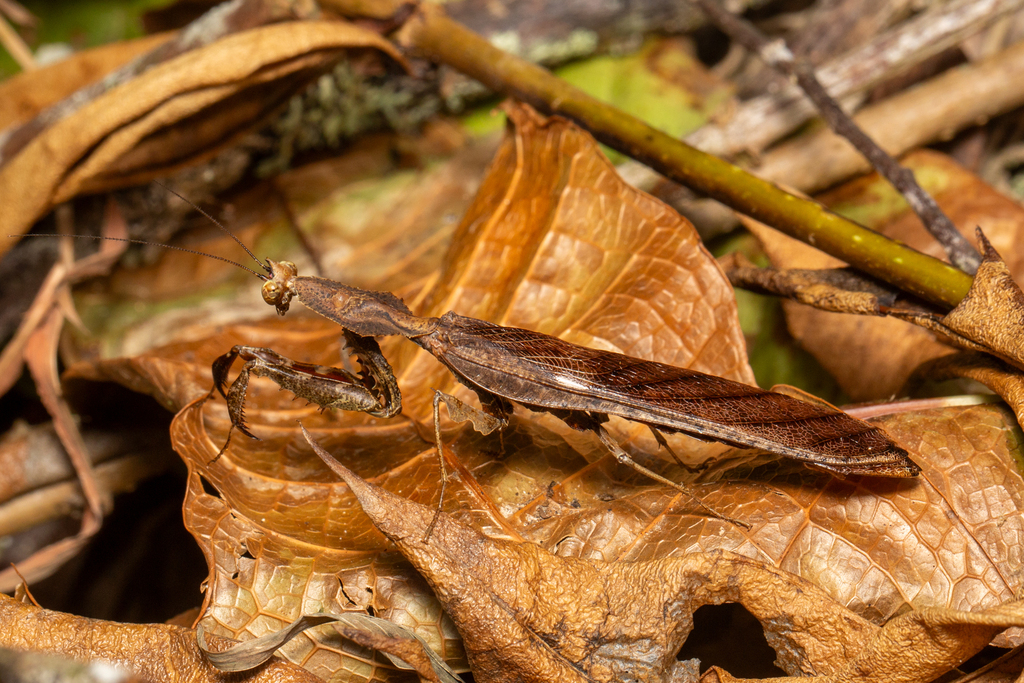 Parablepharis kuhlii from Stephens Place, Frasers Hill (2) on July 18 ...