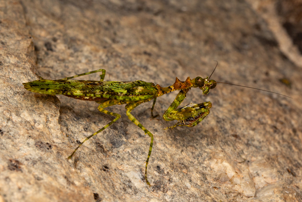 Moss Mantis from Stephens Place, Frasers Hill (2) on July 22, 2023 at ...