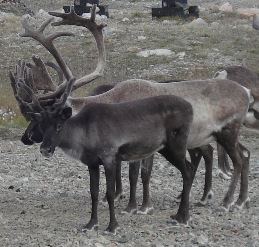 Caribou from Newfoundland and Labrador A0P 1A0, Canada on September 1 ...