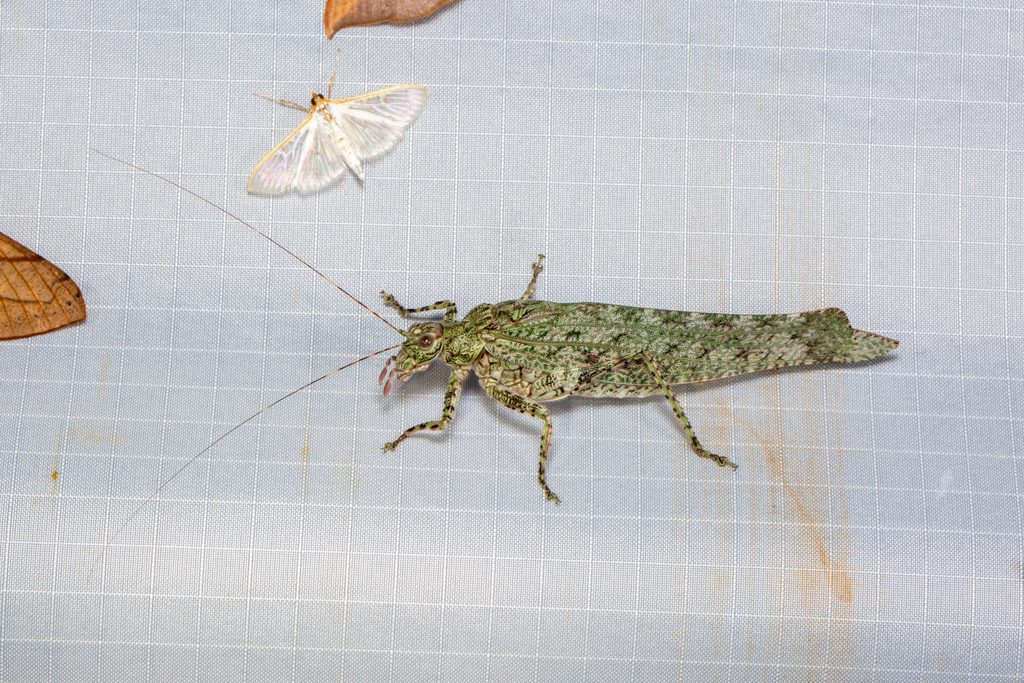 Zulpha perlaria from Stephens Place, Frasers Hill (2) on July 16, 2023 ...