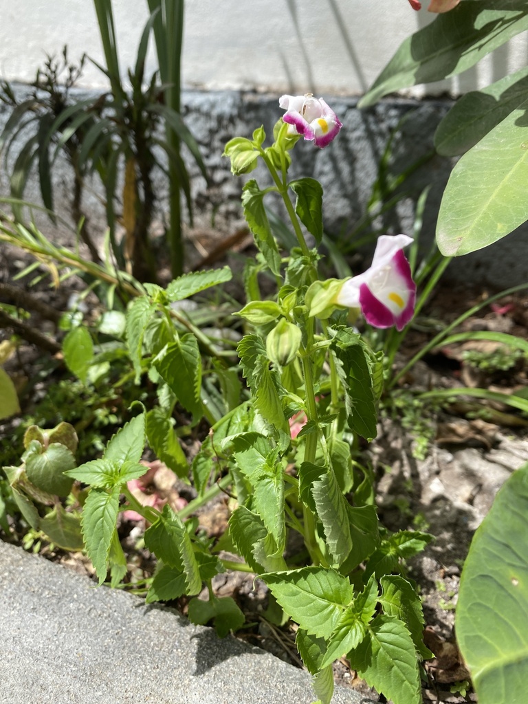 wishbone flower from Santa Rosa de Copán, Copán, HN on August 18, 2023 ...