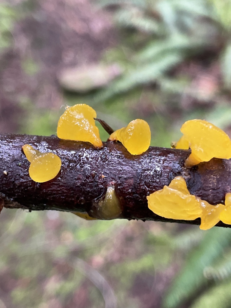alpine jelly cone from SR-18 W, Issaquah, WA, US on May 17, 2022 at 11: ...