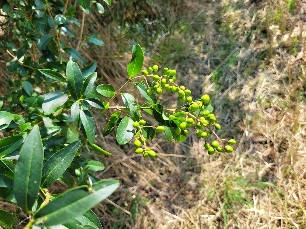 Common Privet from 2272 Ringelsdorf, Österreich on August 18, 2023 at ...