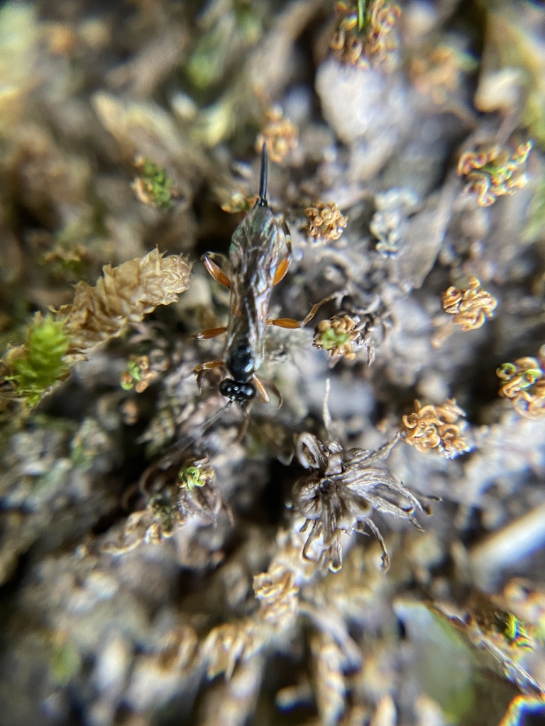 Pimpla in August 2023 by northerly · iNaturalist