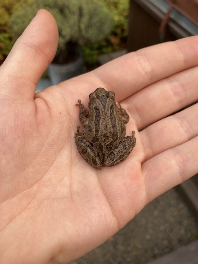 Northern Pacific Tree Frog in August 2023 by Hannah · iNaturalist