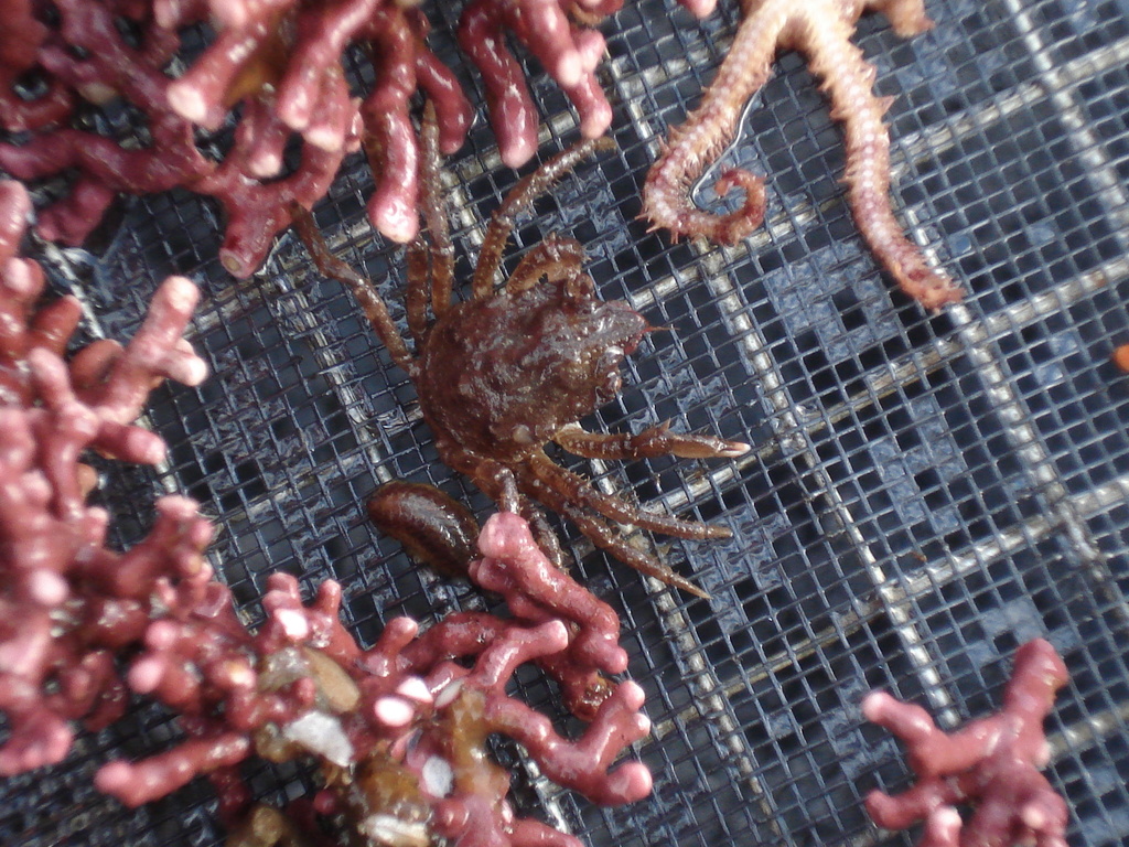 Atlantic Lyre Crab from Newfoundland and Labrador, Canada on October 2 ...