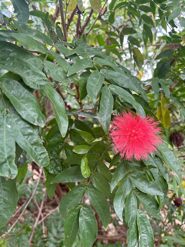 scarlet powder-puff from Brisbane Botanic Gardens Mount Coot-tha, Mount ...