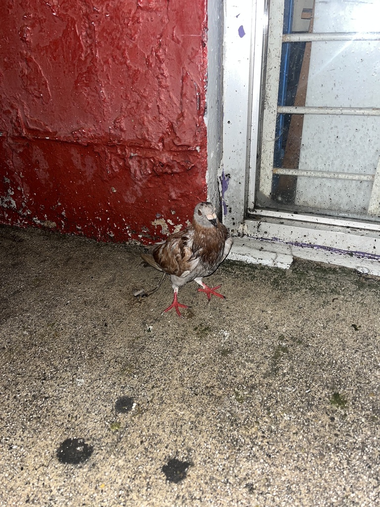 Feral Pigeon from Puerto Rico, Cayey, Puerto Rico, US on August 17 ...