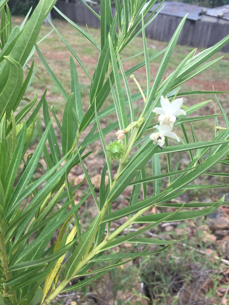 Narrow-leaf Cotton Bush from Cook Fire Trail, Belconnen District, ACT ...