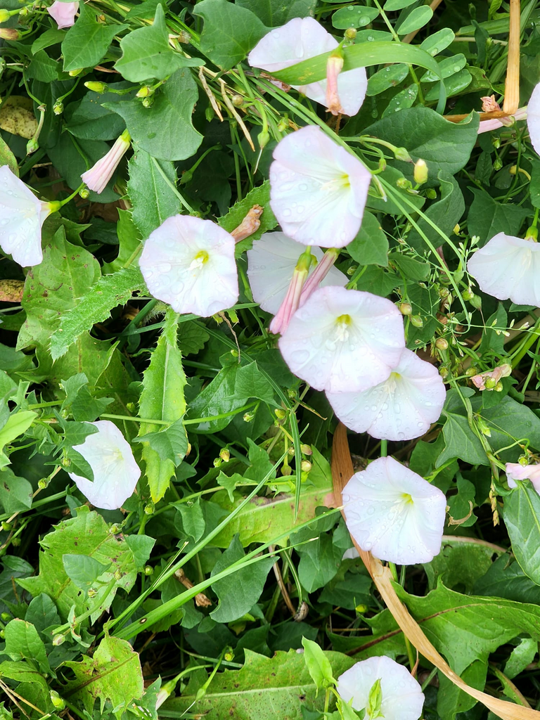 hedge bindweed from Spring Valley, Brampton, ON L6X, Canada on June 24 ...