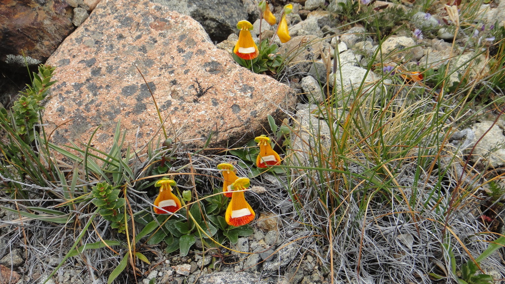 Darwin's Slipper from Estancia Helsingfors, Lago Argentino Department ...
