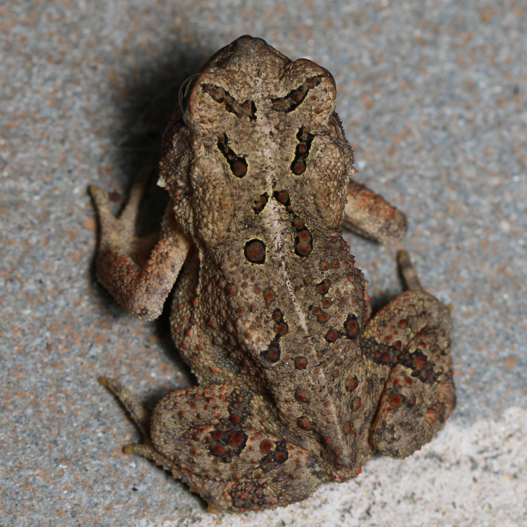 American Toad from Baltimore County, MD, USA on August 17, 2023 at 11: ...