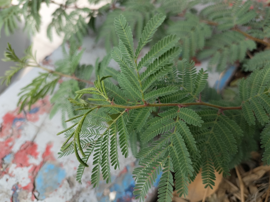 Sweet acacia from Desarrollo Especial Pemex, Aguascalientes, Ags ...