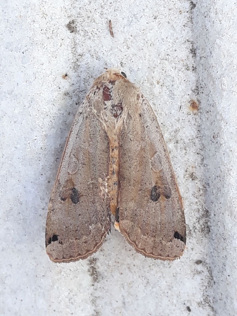 Yellow Underwings from Echternach, LU-GR, LU on August 18, 2023 at 11: ...