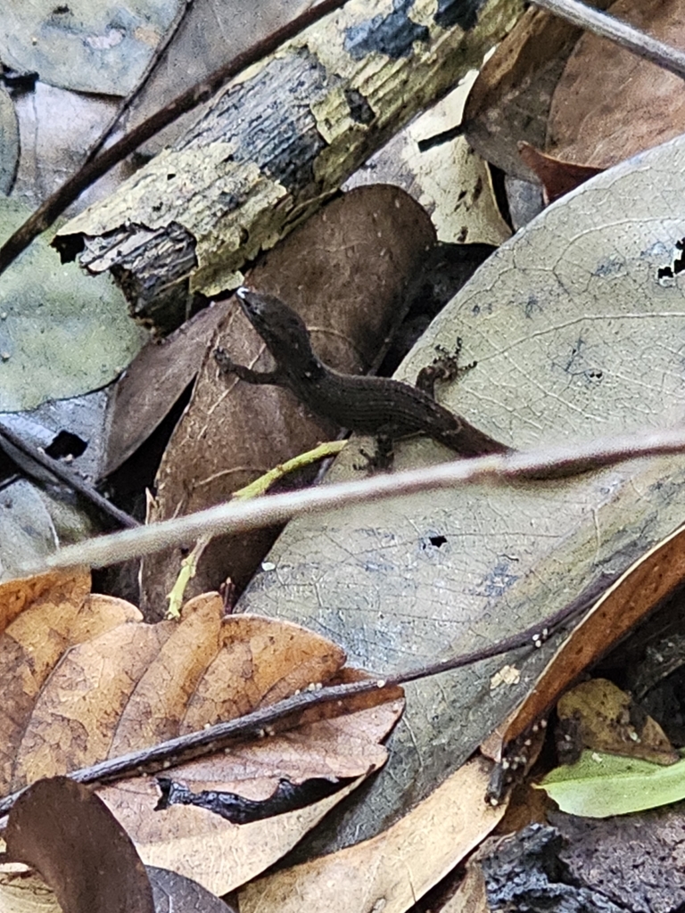 Big-scaled least gecko from Candelero Abajo, Humacao, Puerto Rico on ...