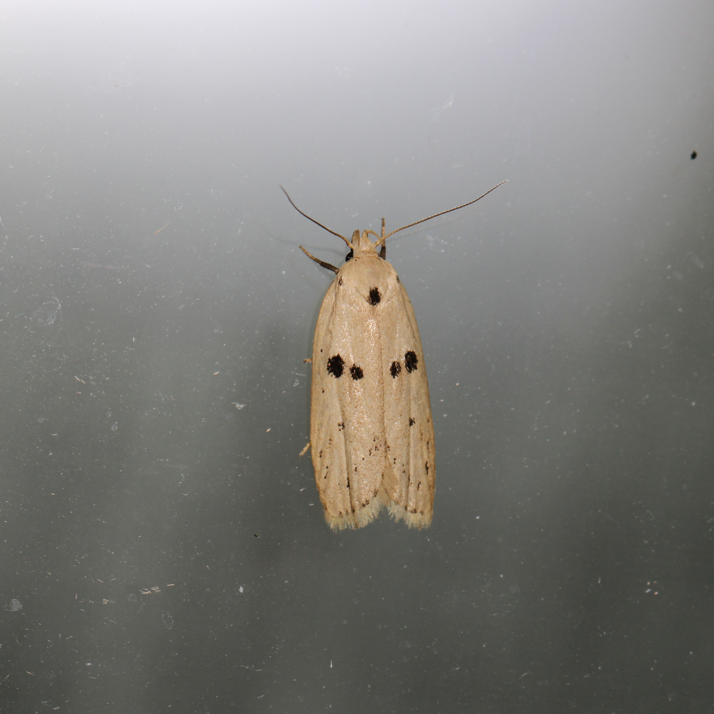 Scythropiodes issikii from Baltimore County, MD, USA on August 17, 2023 ...