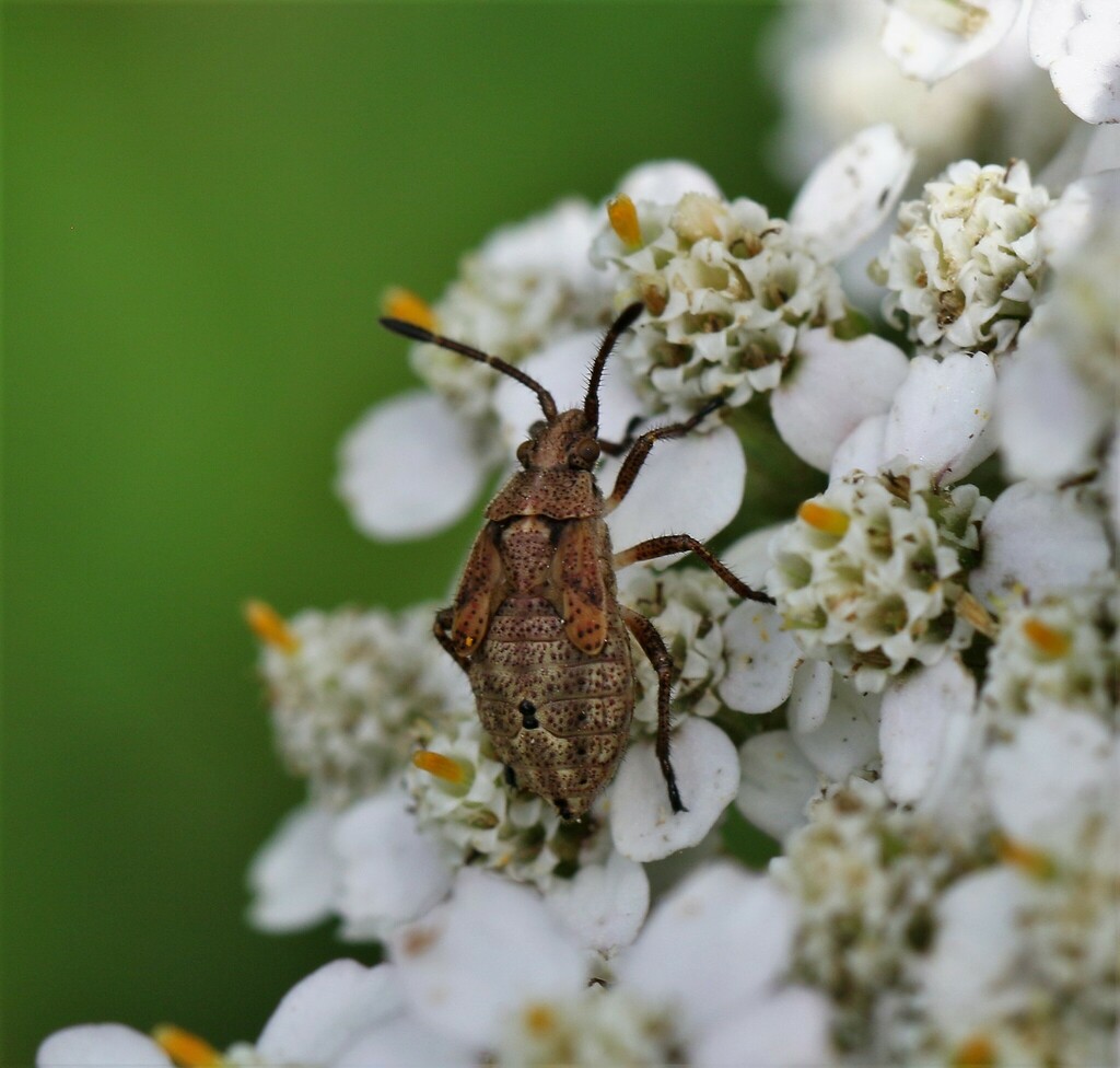 Stictopleurus from Prince Edward Island, Canada on August 17, 2023 at ...