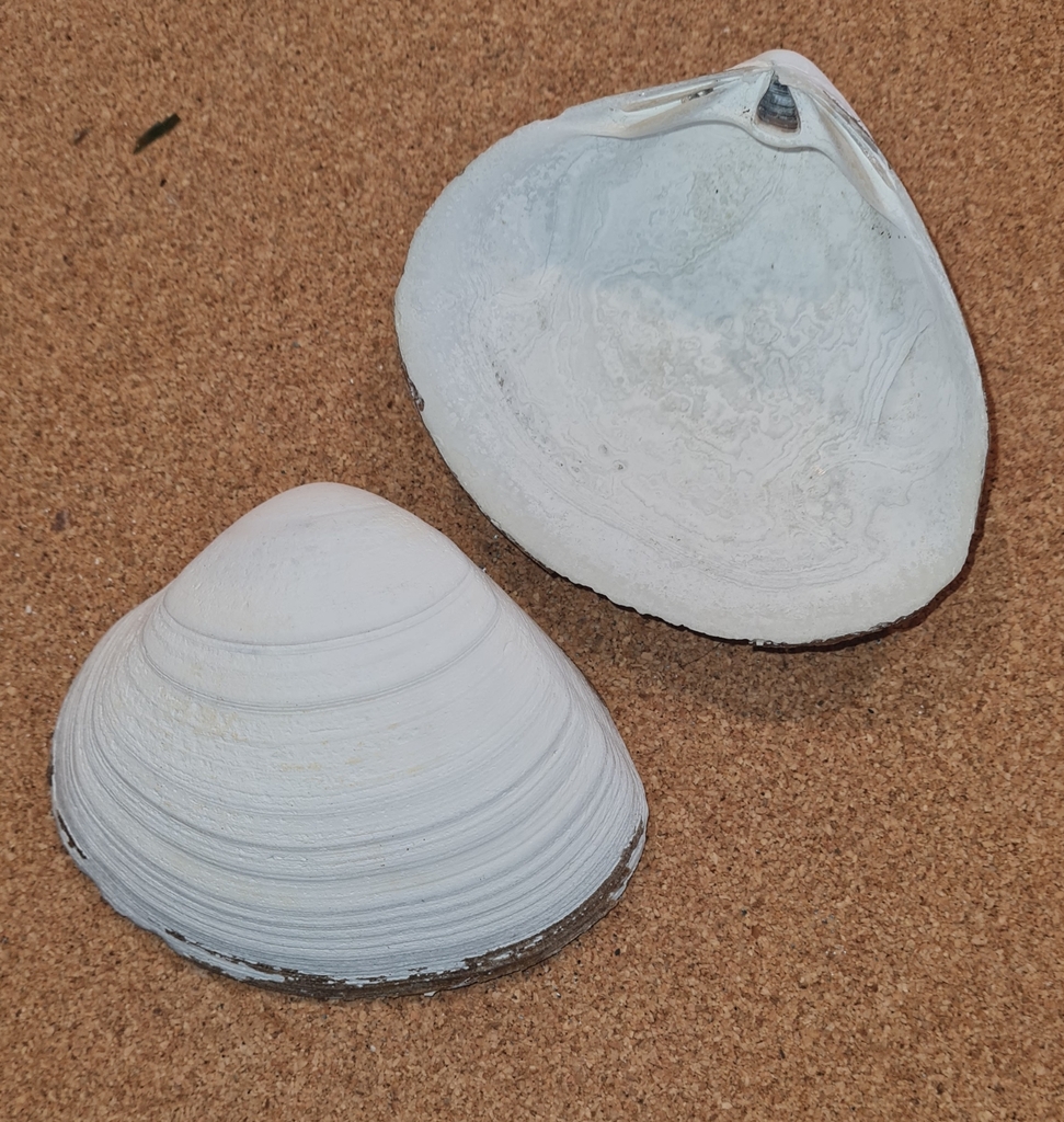 Large Trough Shell from West Coast, New Zealand on August 19, 2023 at ...