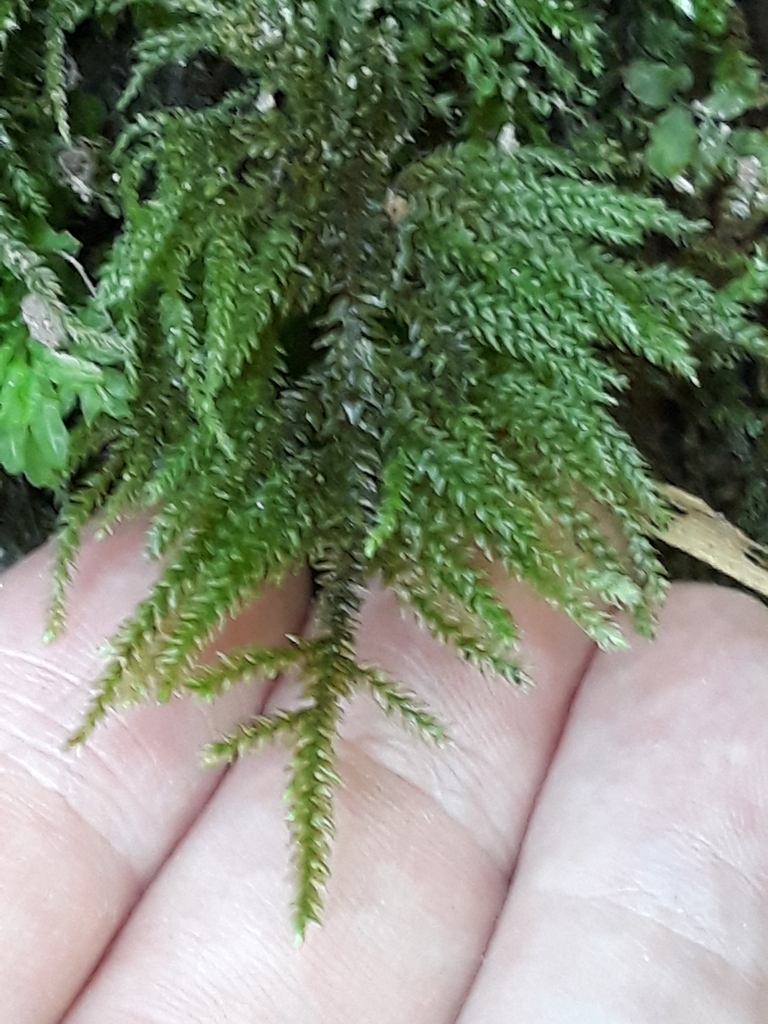 Fox-tail Feather-moss from 6238 Breidweiler, Luxembourg on August 18 ...