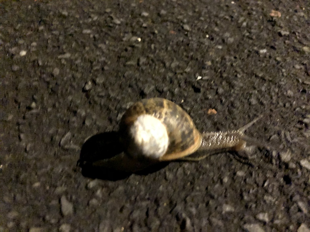 Garden Snail from Paradise Ave, Perth, Scotland, GB on 18 August, 2023 ...