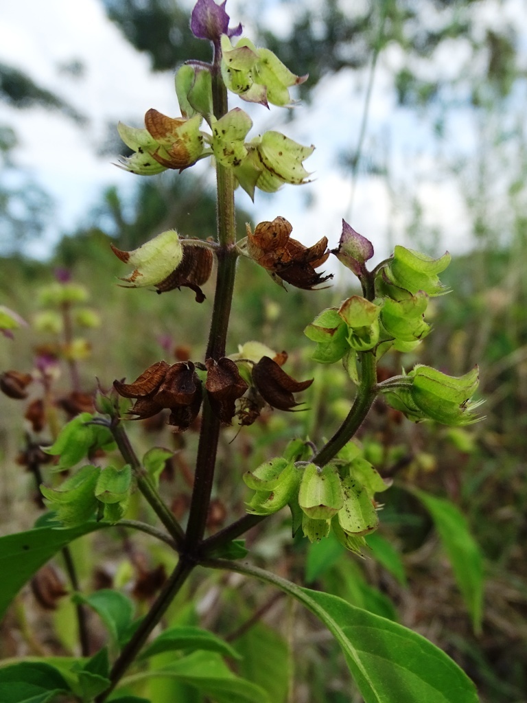 wild sweet basil from Cohune Walk Area, Belmopan, Belize on February 7 ...