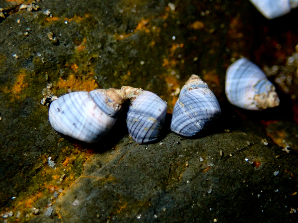 Little Blue Periwinkle from Diggers Beach, Coffs Harbour NSW, Australia ...