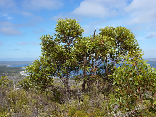 ridge-fruited mallee (Eucalyptus angulosa) · iNaturalist United Kingdom
