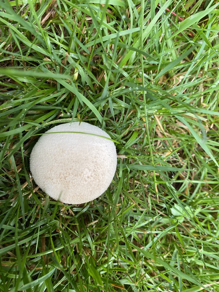 Meadow Puffball from Rang St-Antoine, St-Ferréol-les-Neiges, QC, CA on ...