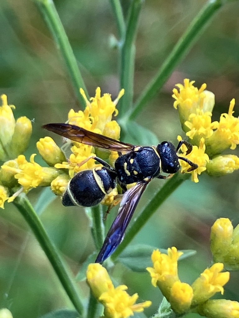 Smiling Mason Wasp from Boyds, MD 20841, USA on August 18, 2023 at 10: ...